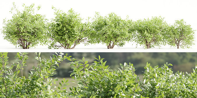 Bushes collection vol 154-Blender 3D model | CGTrader
