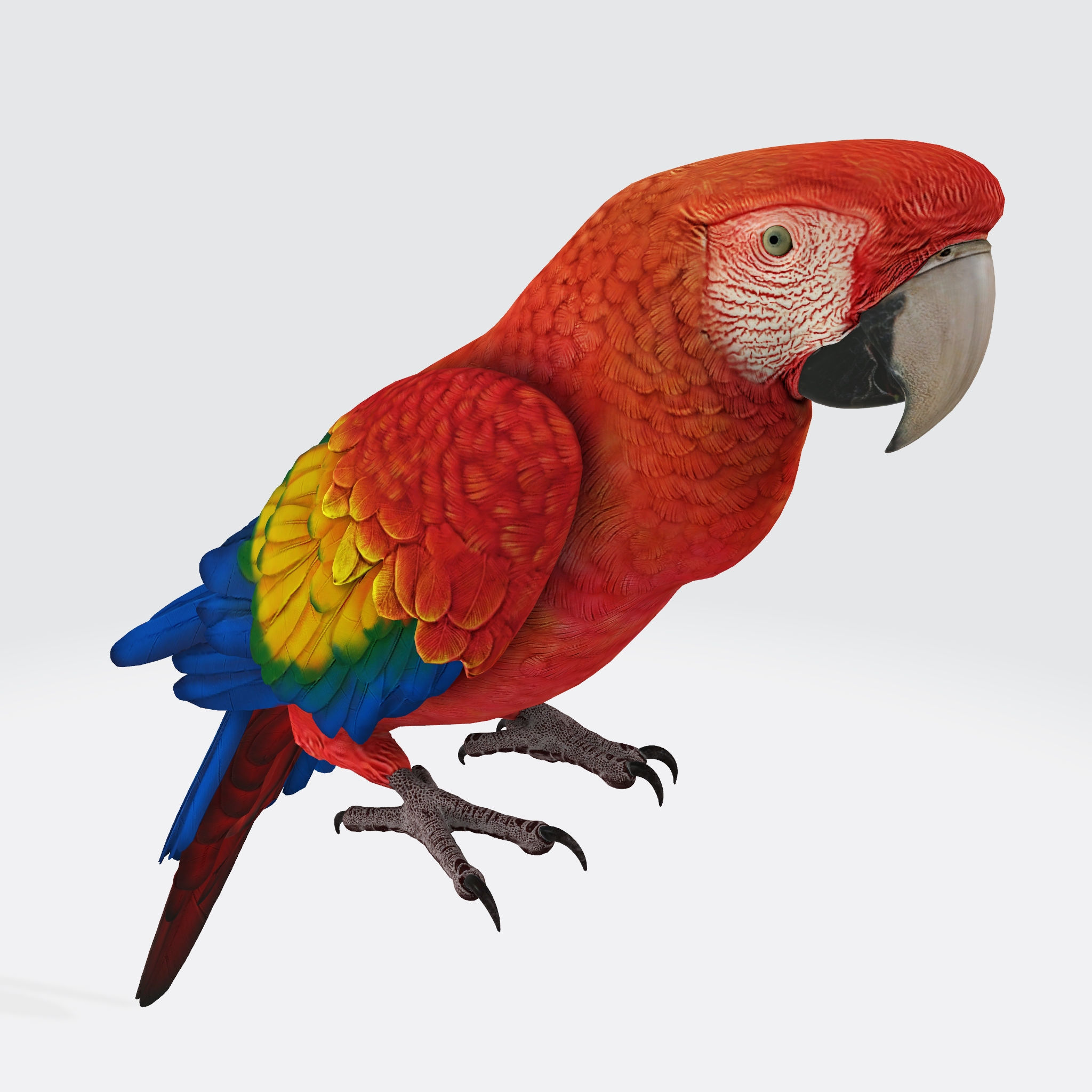 Parrot 3D Model Ready to Print 3D model 3D printable | CGTrader