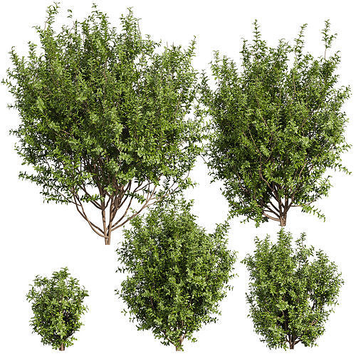 Collection plant vol 551 - Sapodilla - bush - leaf 3D model | CGTrader
