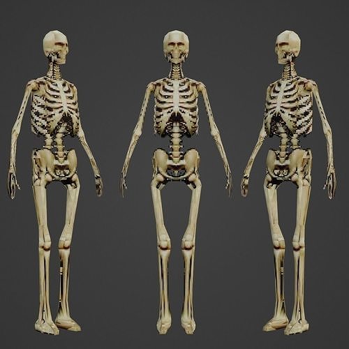 Lowpoly Skeleton Character free VR / AR / low-poly 3D model | CGTrader