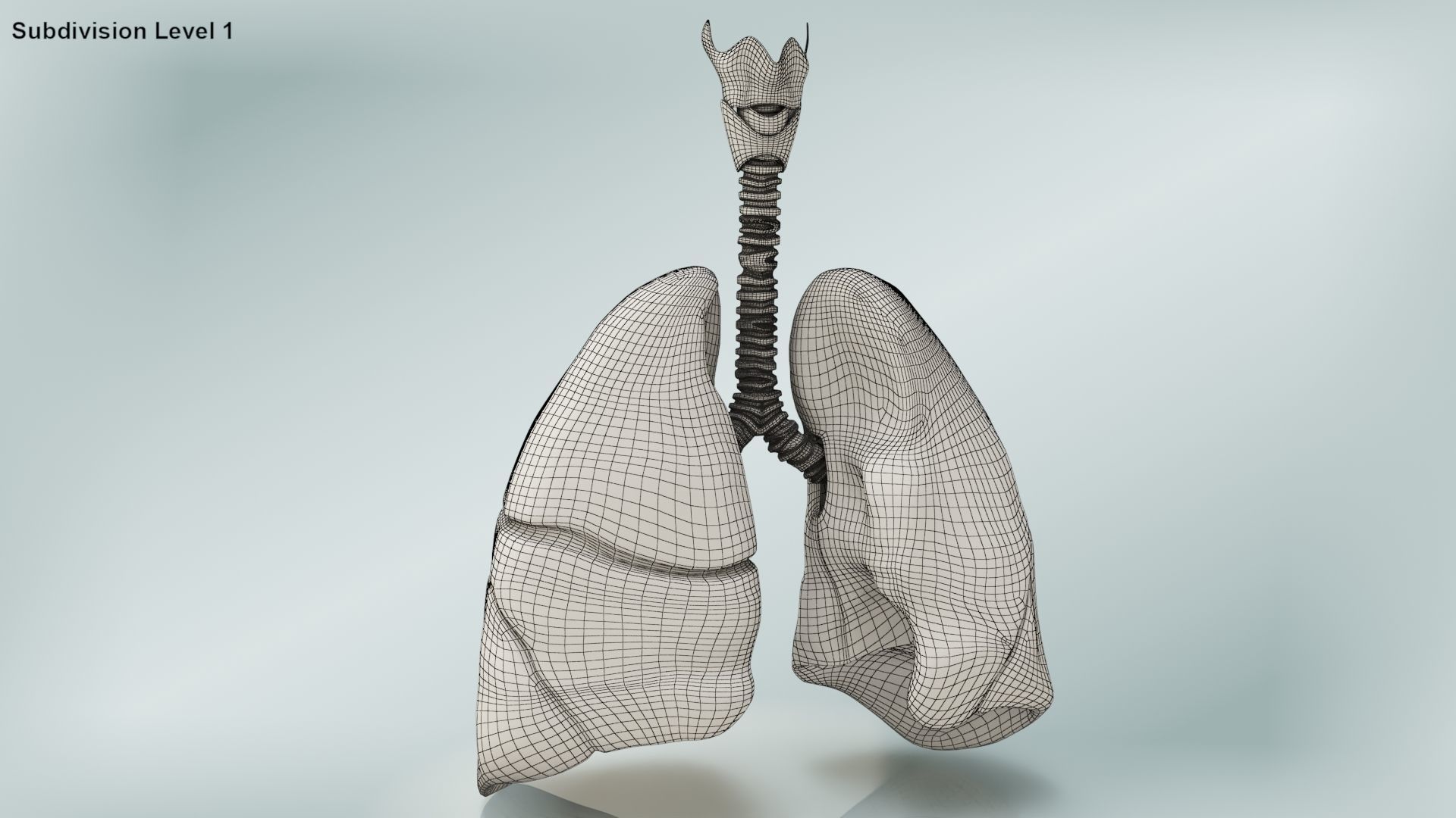 Lungs with bronchial tree 3D model | CGTrader