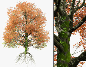 Animated Maple leaf 3D Models | CGTrader