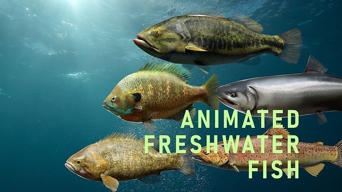 3D model Animated Freshwater Fish VR / AR / low-poly | CGTrader