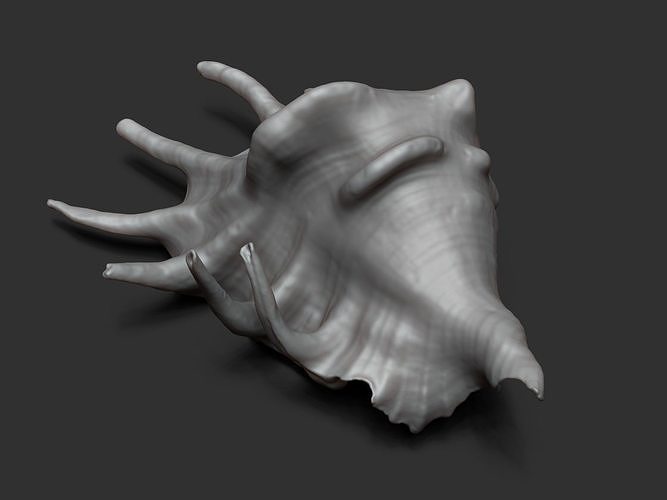 Seashell - 3D scan - cleaned 3D model 3D printable | CGTrader