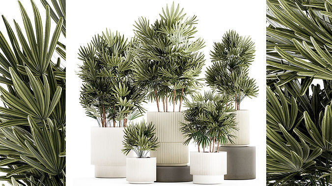 Set of small plants in modern Raphis Palm pots 1453 3D model | CGTrader