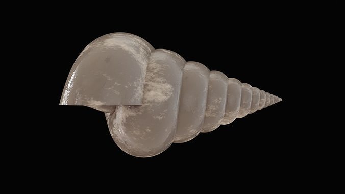 3D model Seashell VR / AR / low-poly | CGTrader