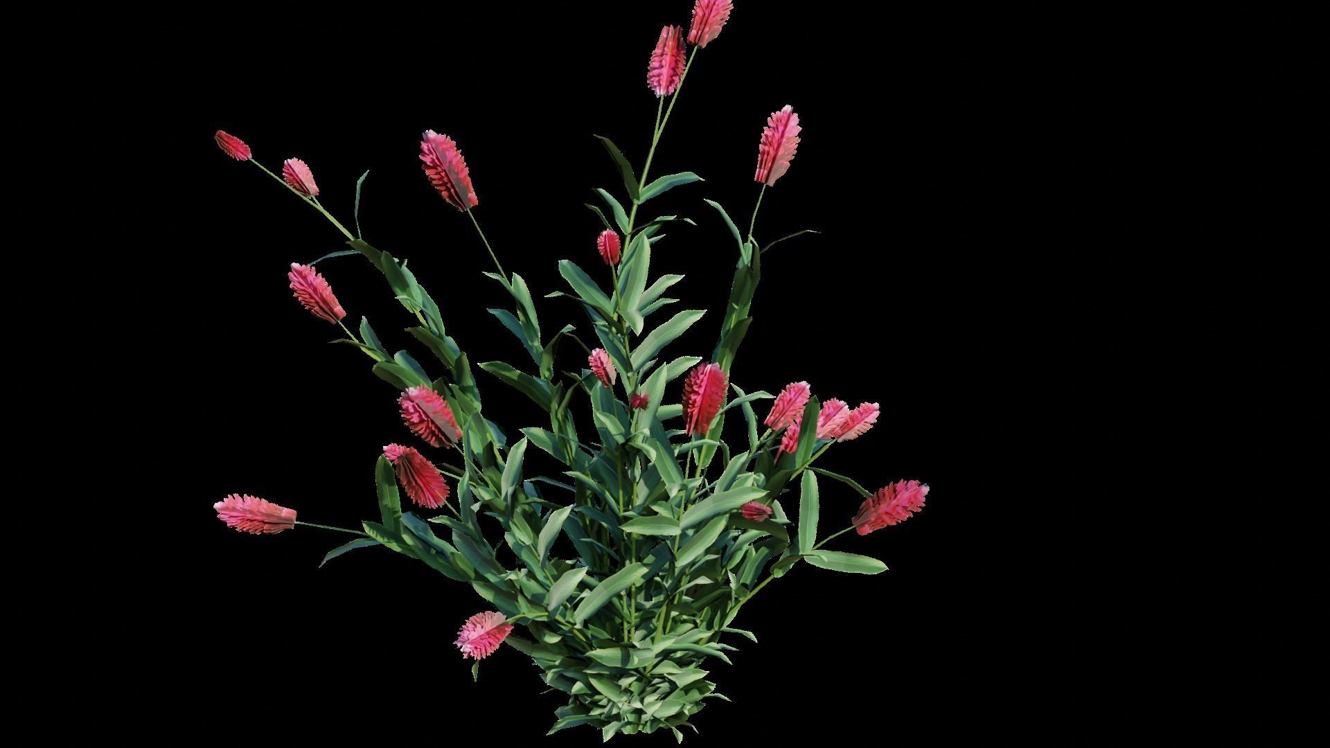 3D model alpinia purpurata tropical plants VR / AR / low-poly | CGTrader