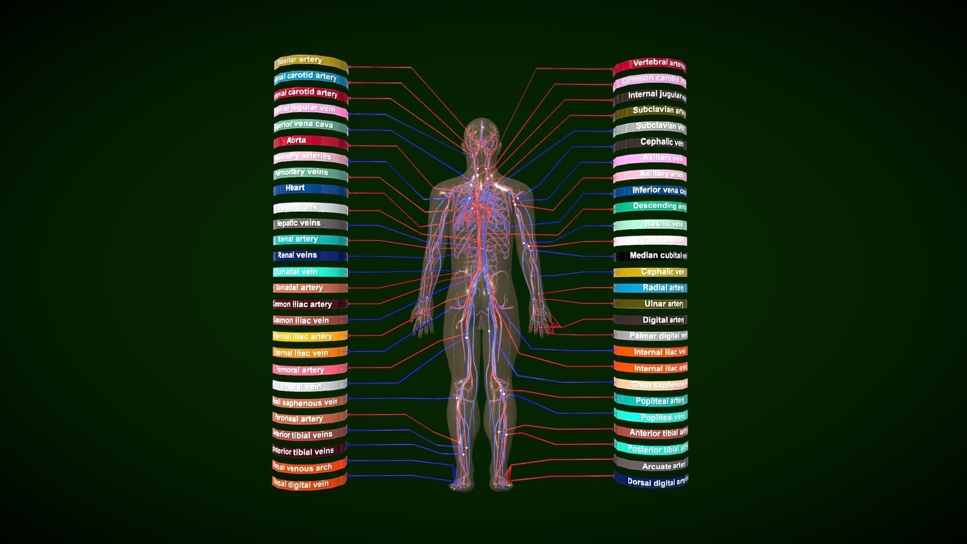 3D model Circulatory System Human Anatomy 3d model VR / AR / low-poly ...