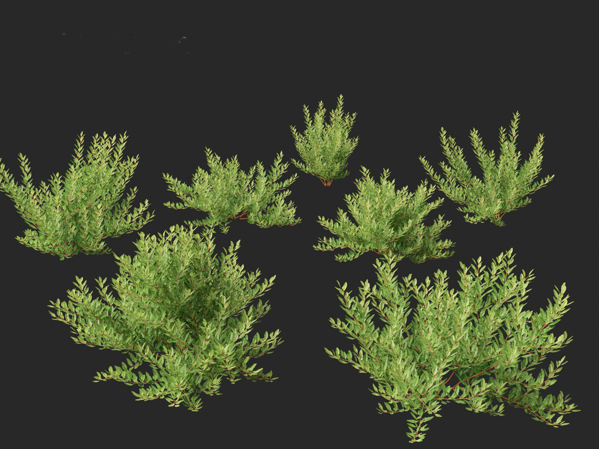 Prunus pumila Besseyi - Western Sand Cherry 3D model | CGTrader
