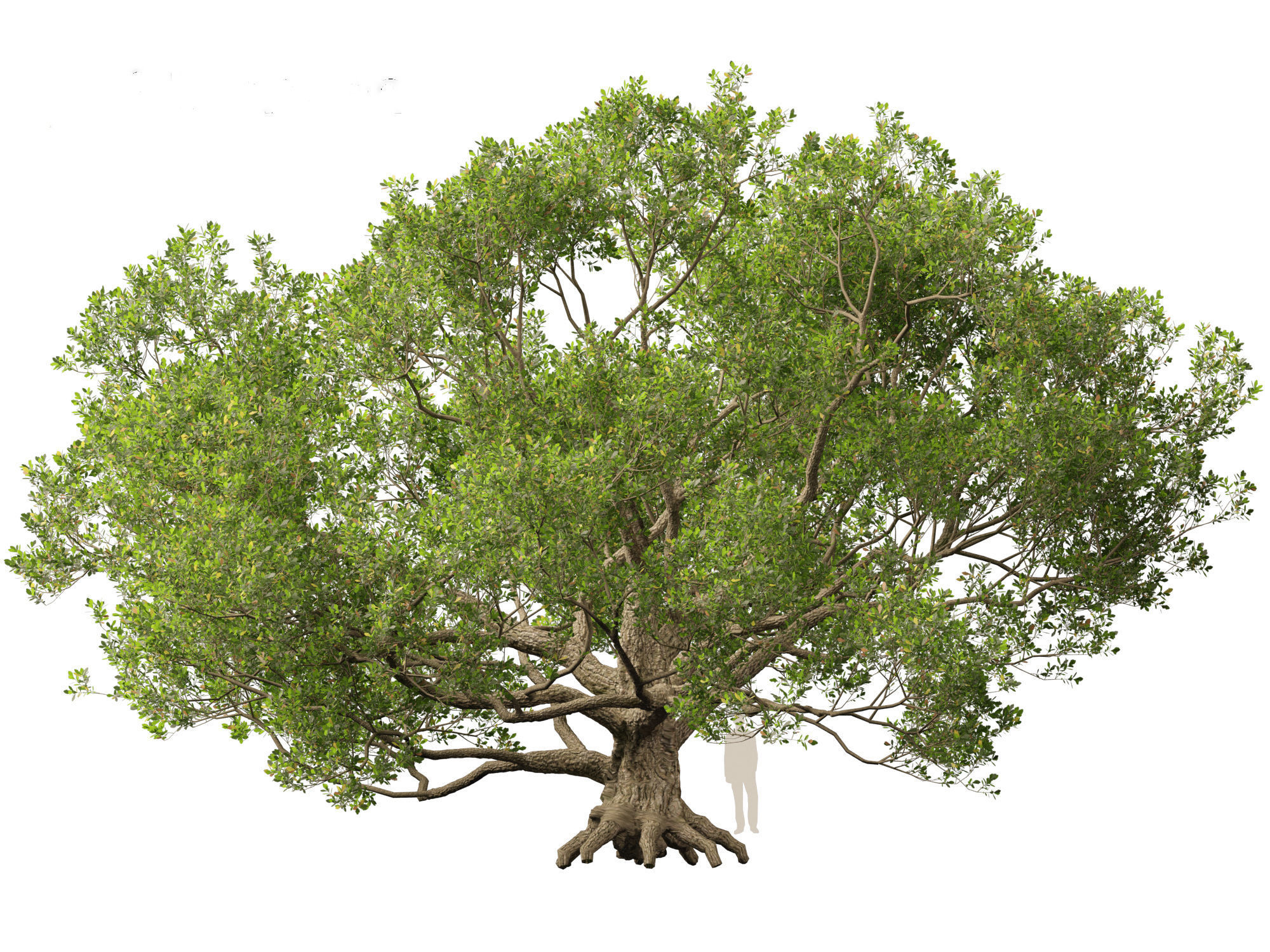 Quercus alba - White oak 3D model | CGTrader