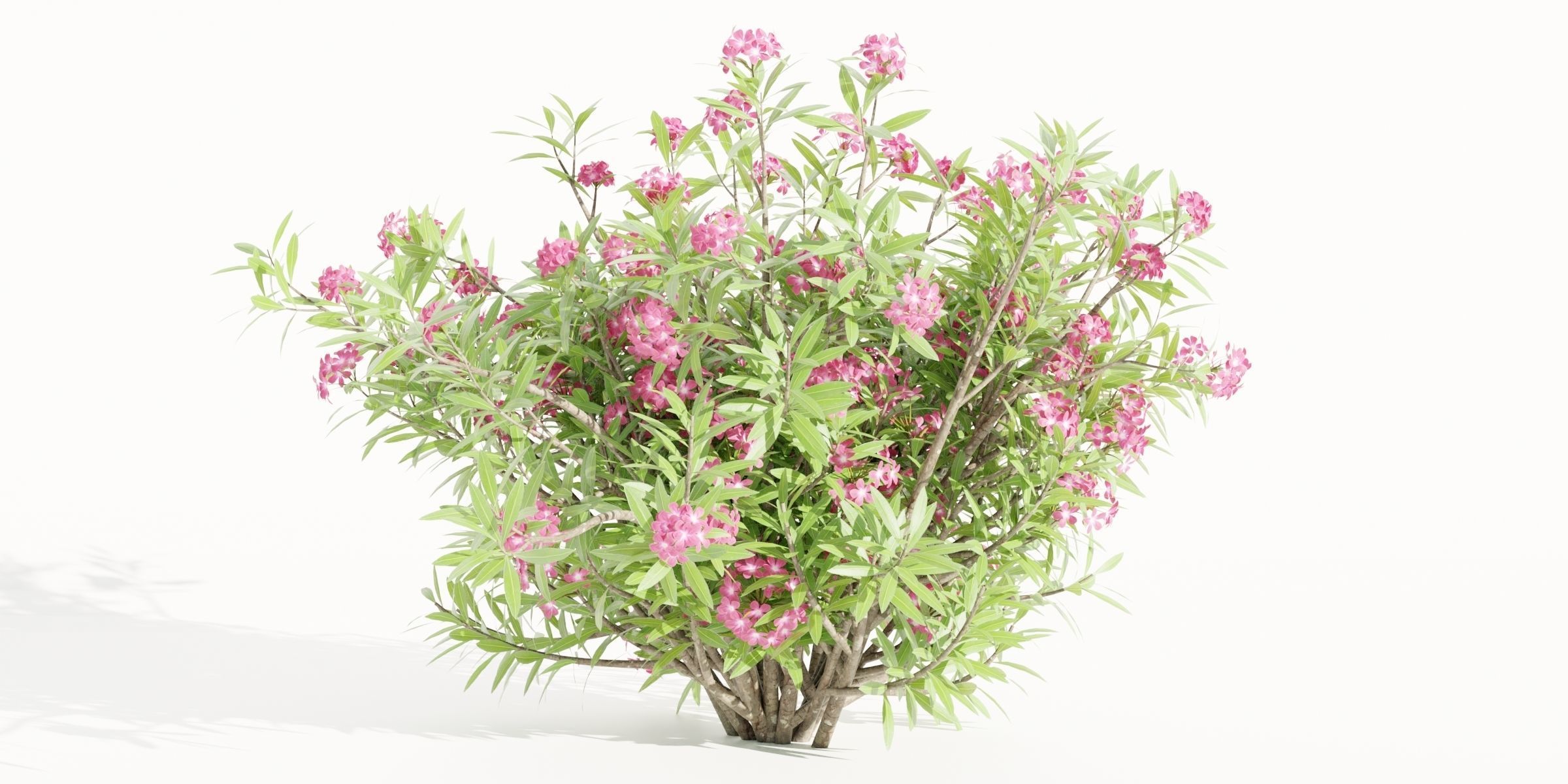 Oleander collection vol 166-Blender 3D model | CGTrader