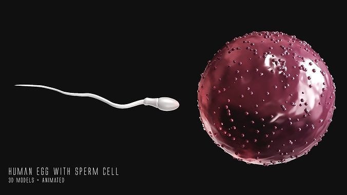 3D model Sperm Cell With Egg VR / AR / low-poly | CGTrader