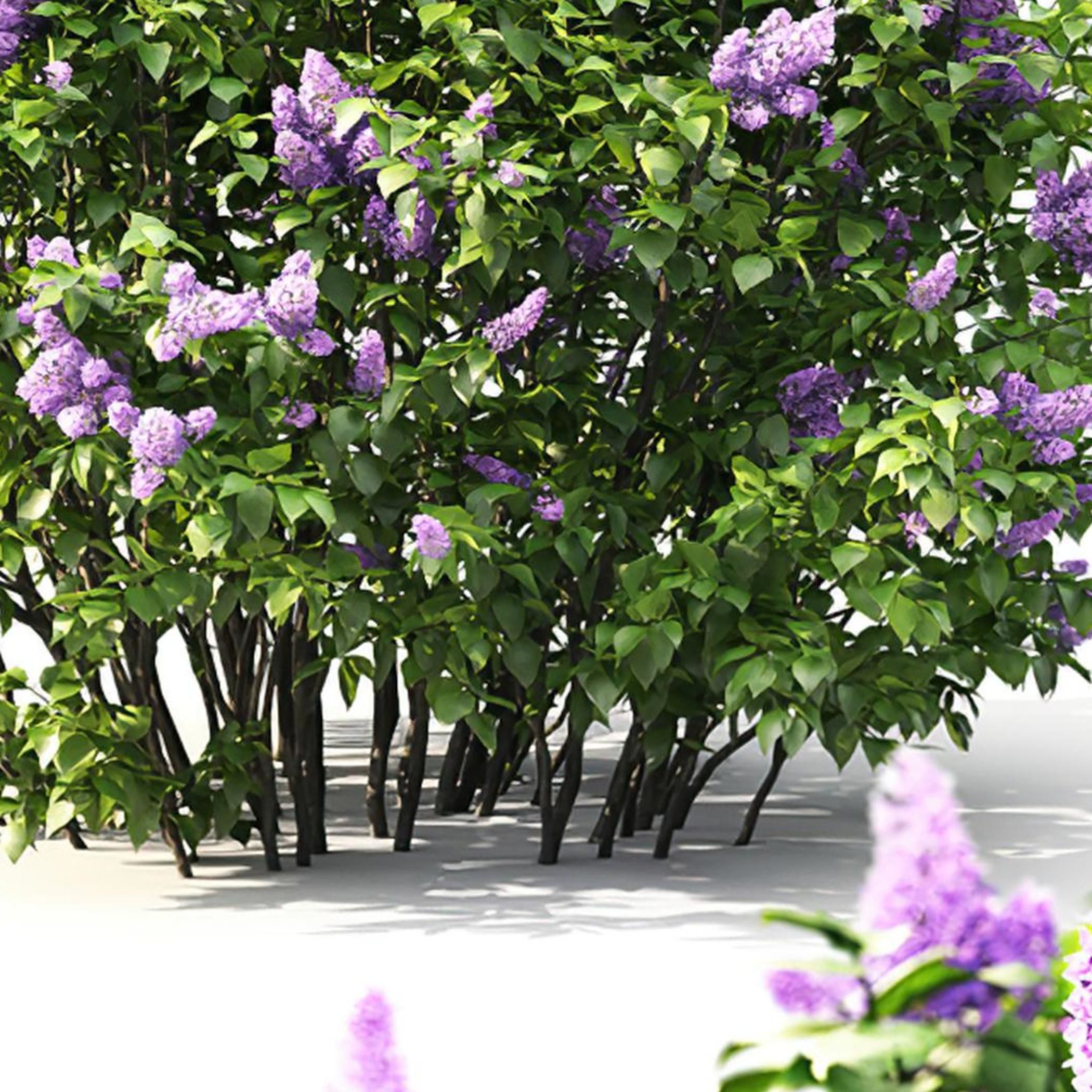 decoration Flower cluster Plant flowers 3D model | CGTrader