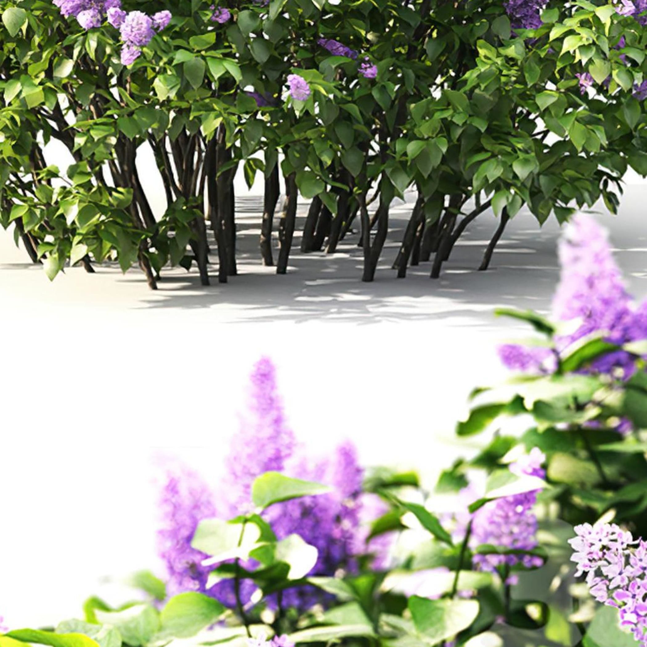 decoration Flower cluster Plant flowers 3D model | CGTrader