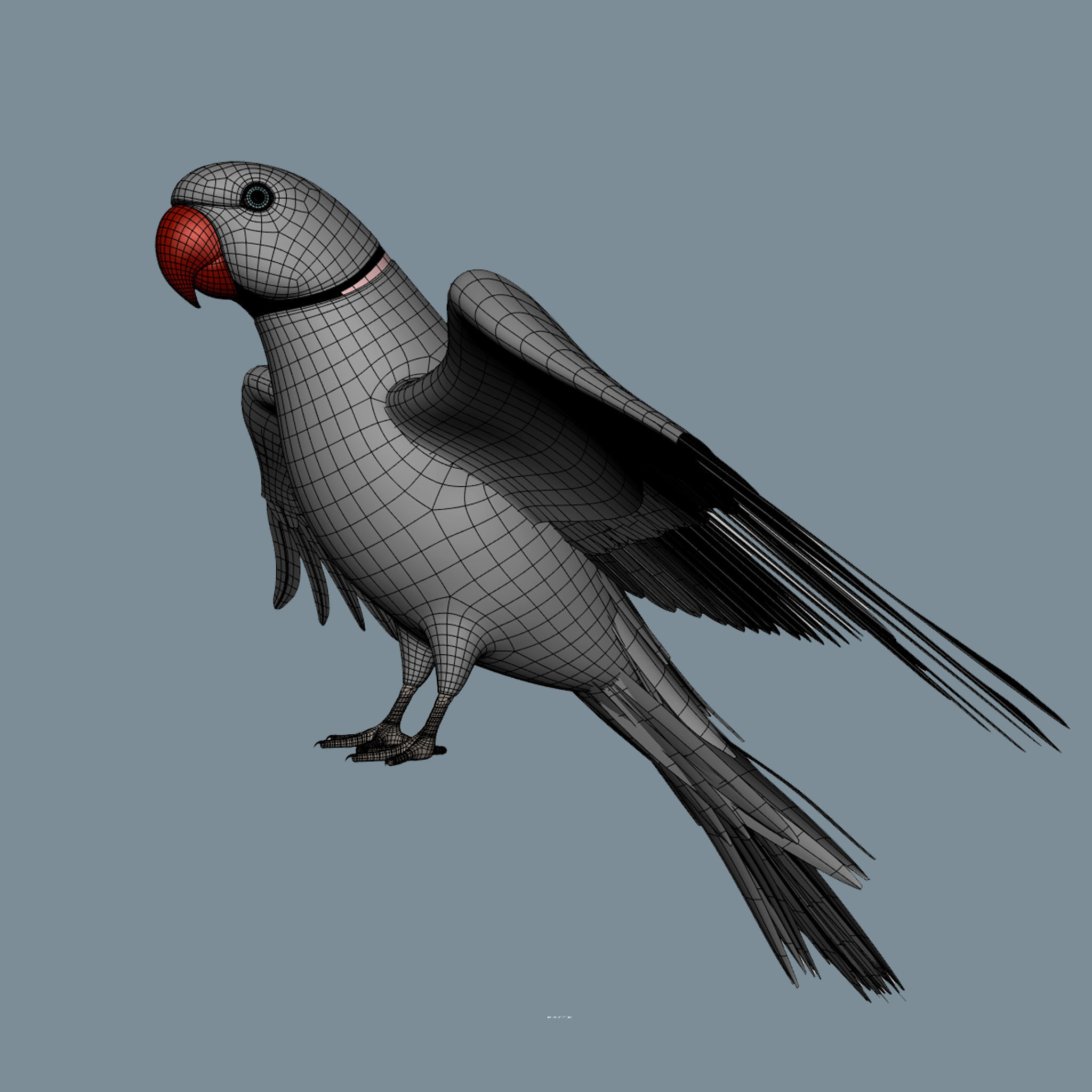 Parrot 3D model | CGTrader