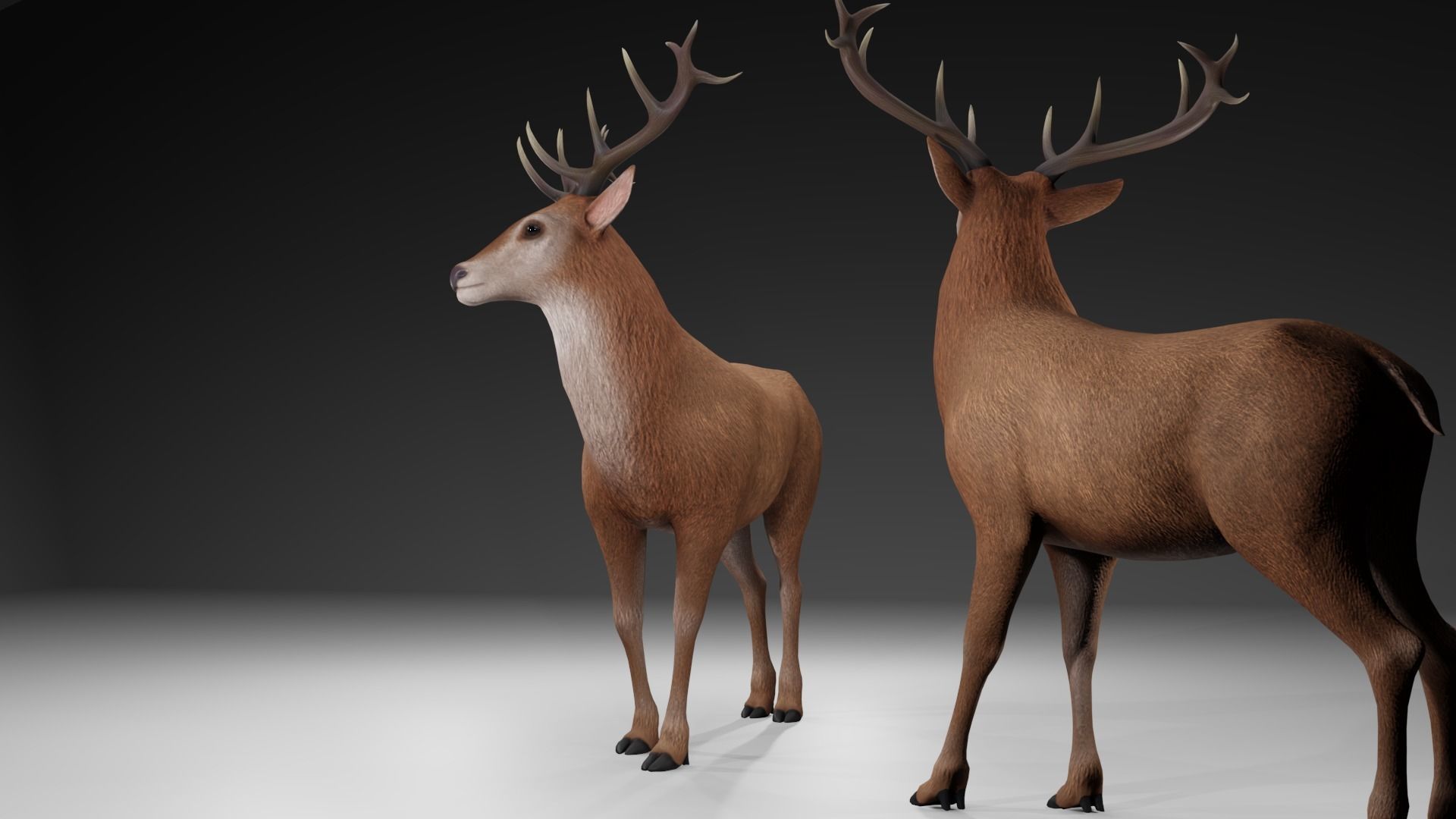 3D model Realistic Reindeer VR / AR / low-poly | CGTrader