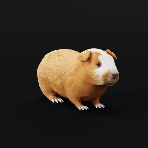 3D model Domestic Guinea Pig Rodent VR / AR / low-poly | CGTrader