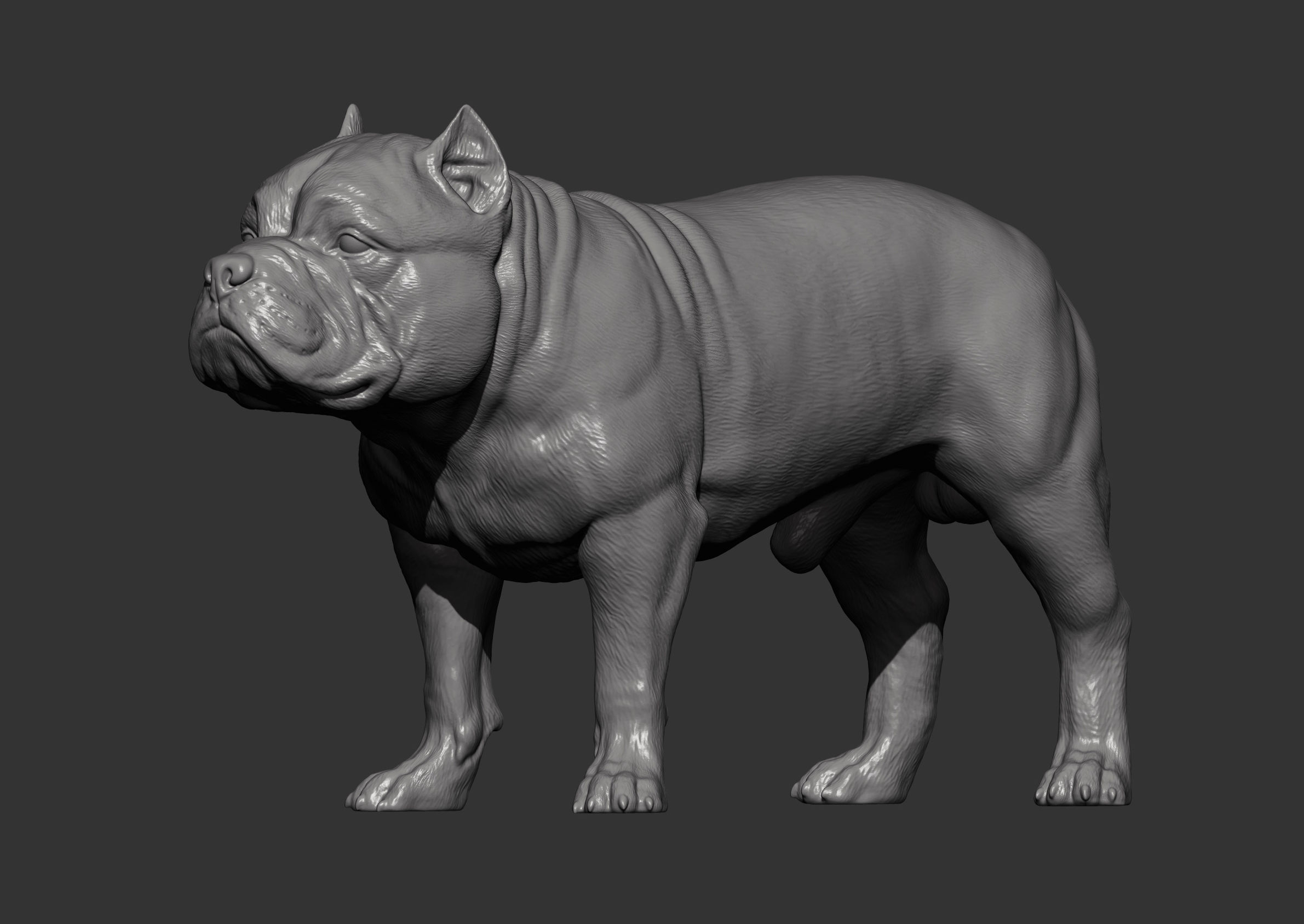 American Bully standing 3D model 3D printable | CGTrader