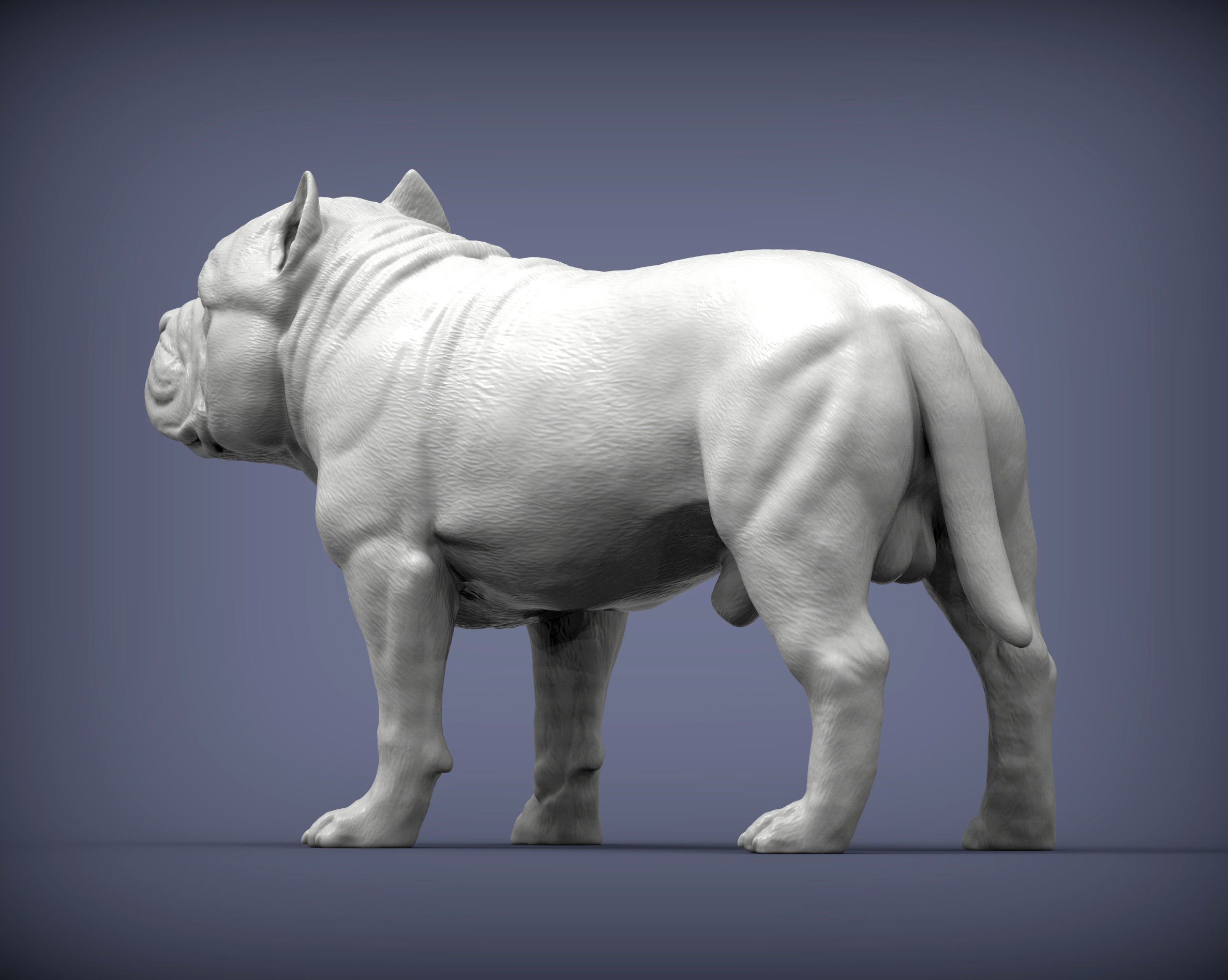 American Bully standing 3D model 3D printable | CGTrader