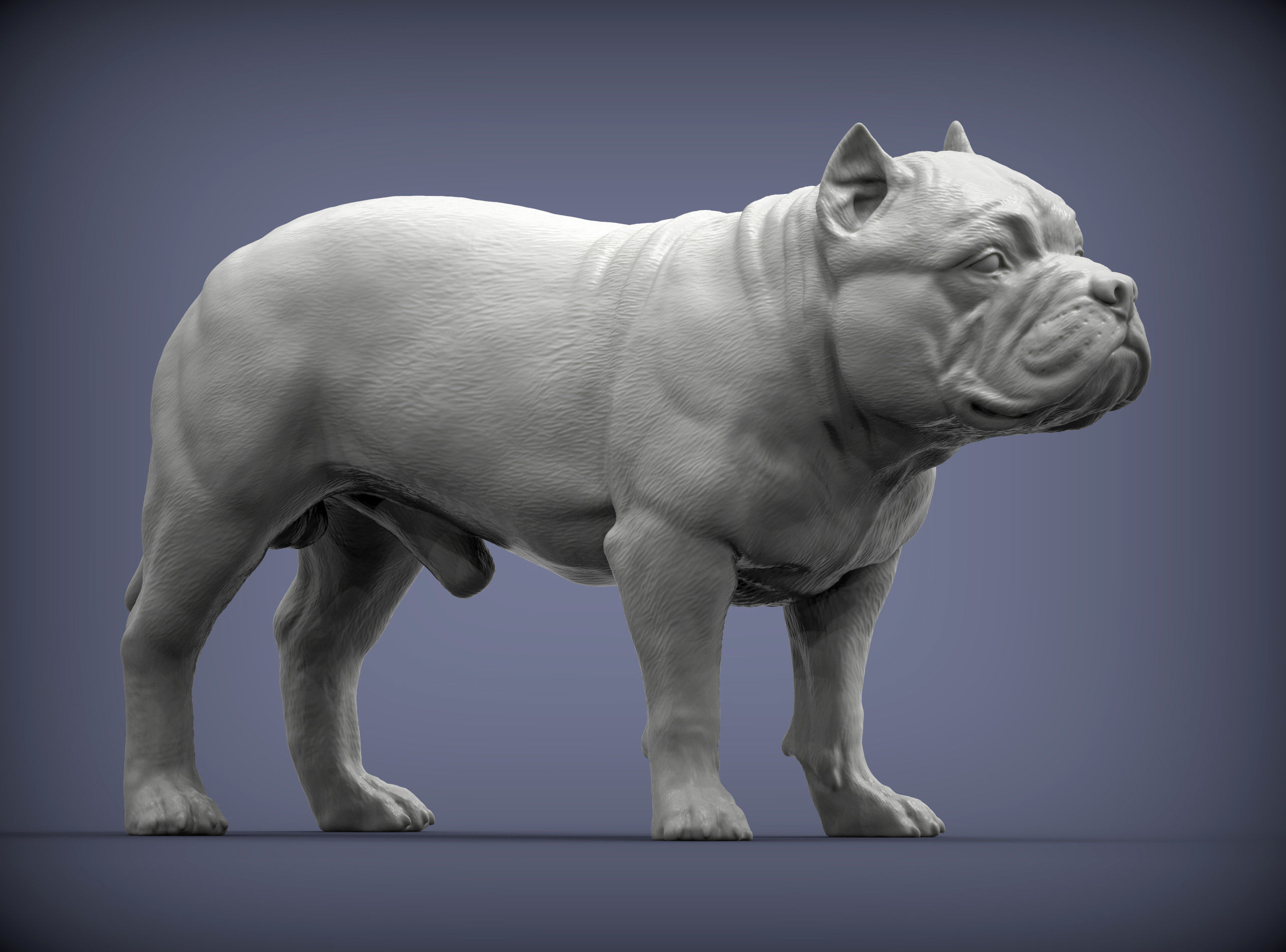 American Bully standing 3D model 3D printable | CGTrader