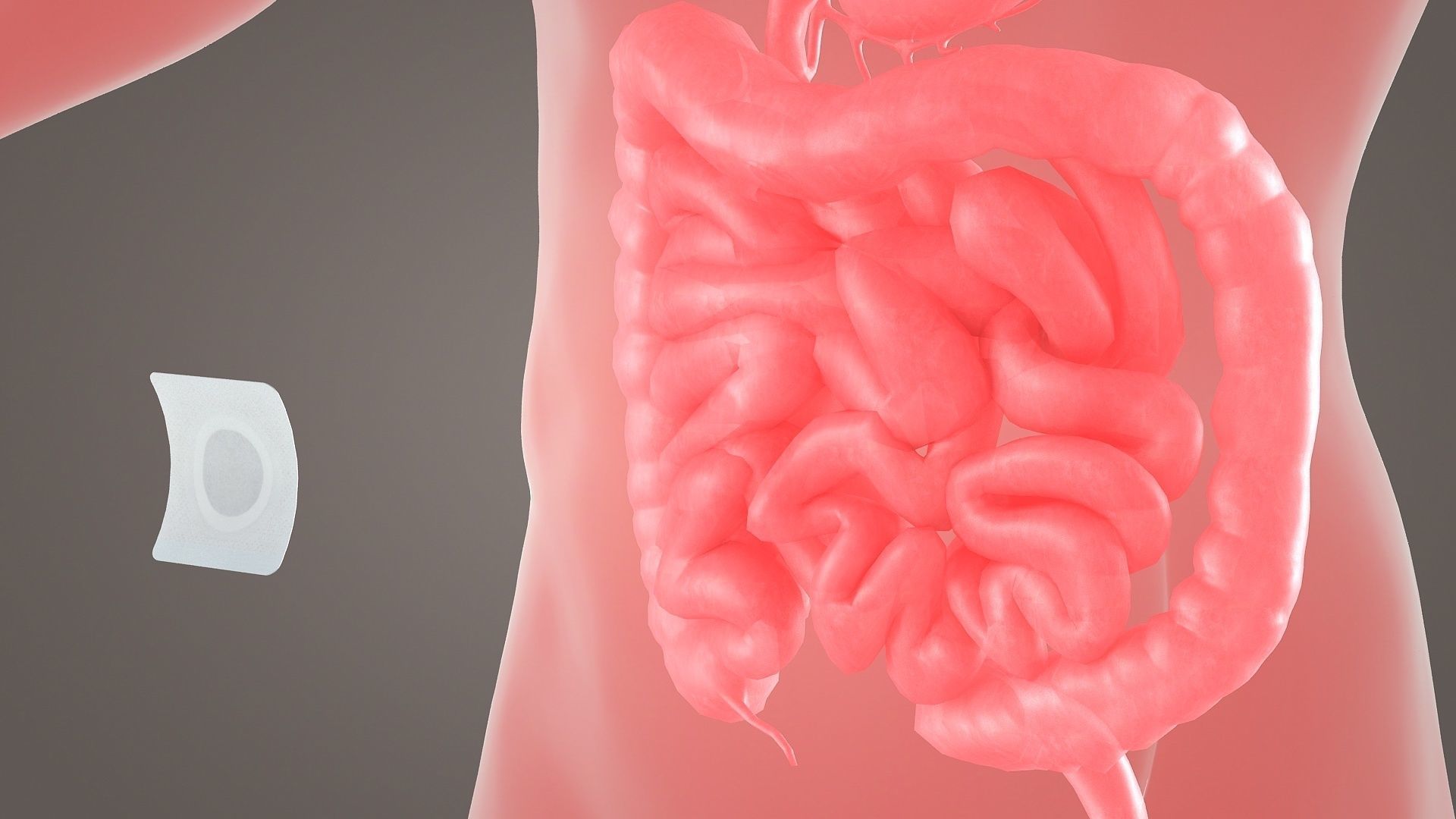 tomach patch magnetic patch animation dissection medical 3D model ...