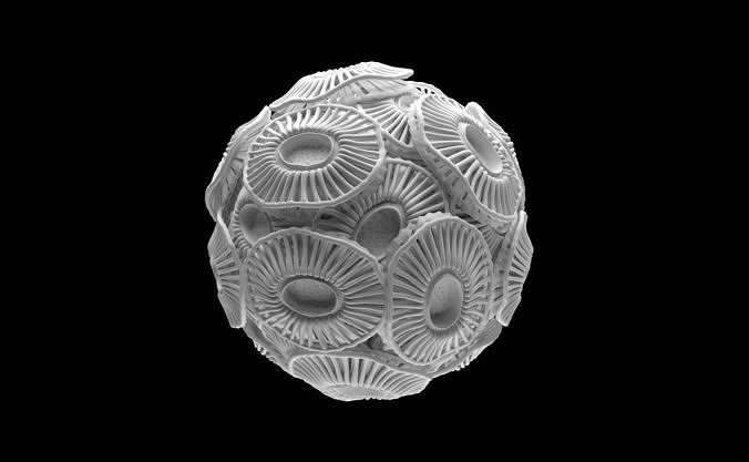 Emiliania huxleyi Plankton 3D model | CGTrader