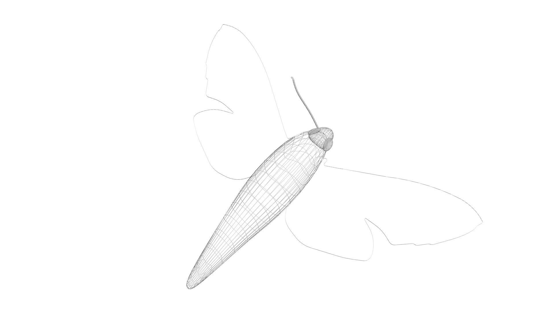 Moth Insect 3D model | CGTrader