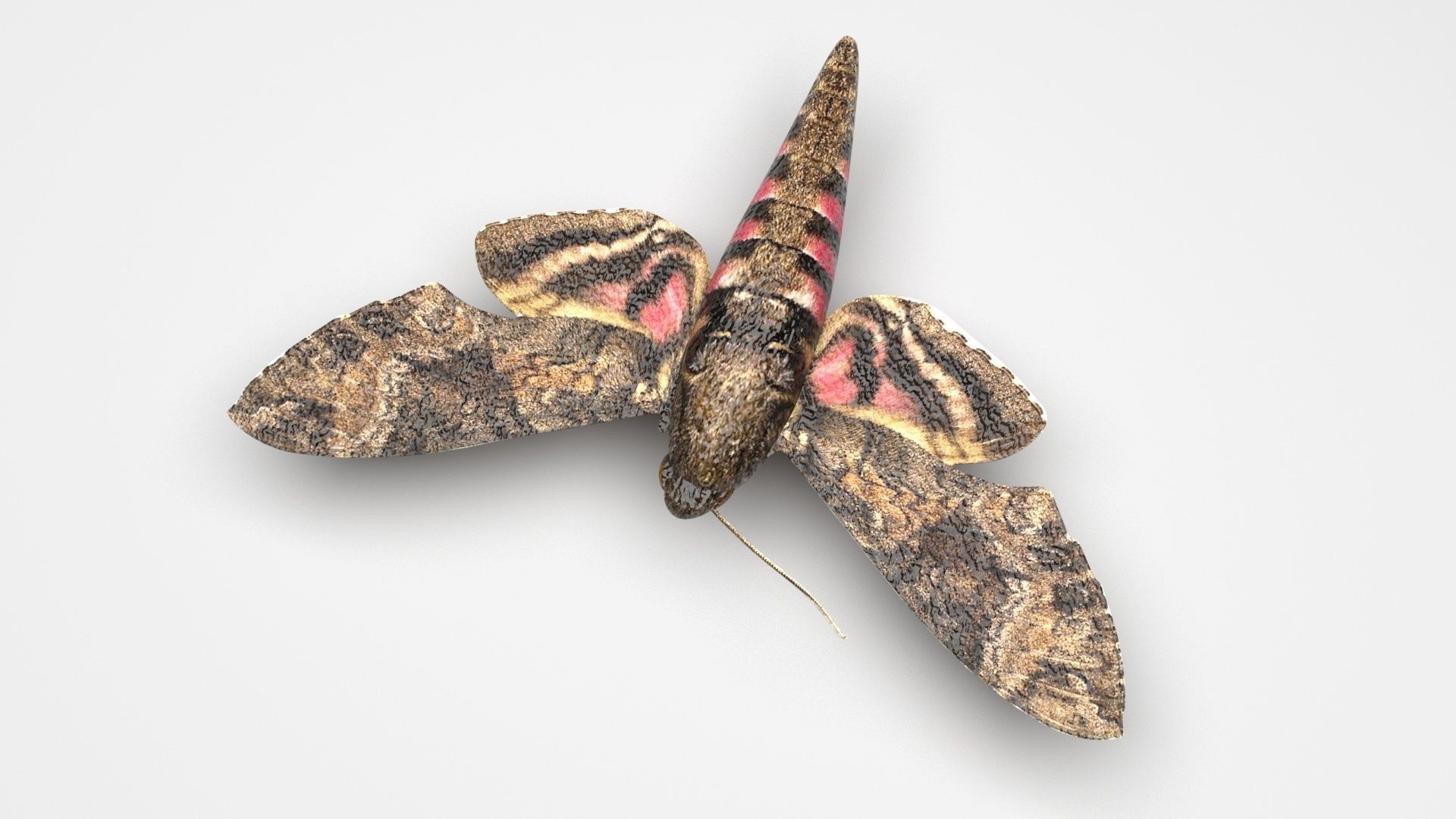 Moth Insect 3D model | CGTrader