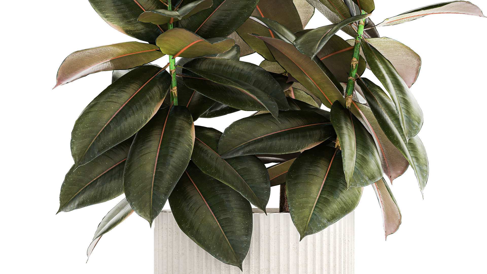 Small tree in a modern white pot Ficus elastica 1466 3D model | CGTrader