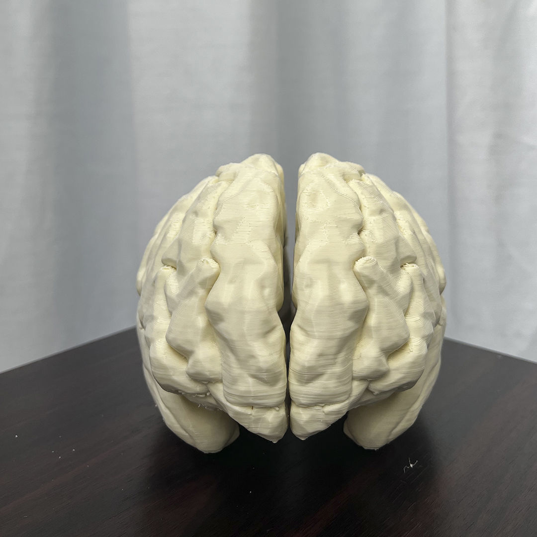 Human Brain Anatomy Left Hemisphere 3D model 3D printable | CGTrader