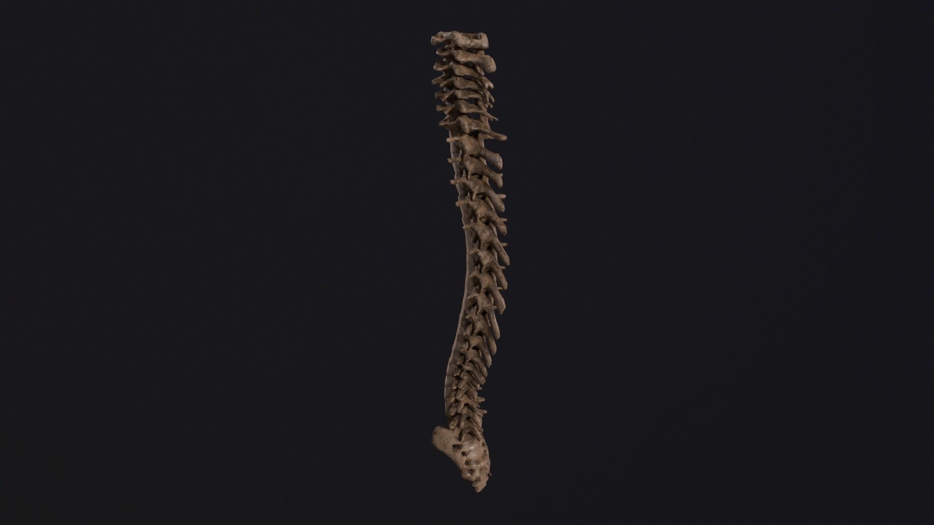 3D model Human spine VR / AR / low-poly | CGTrader