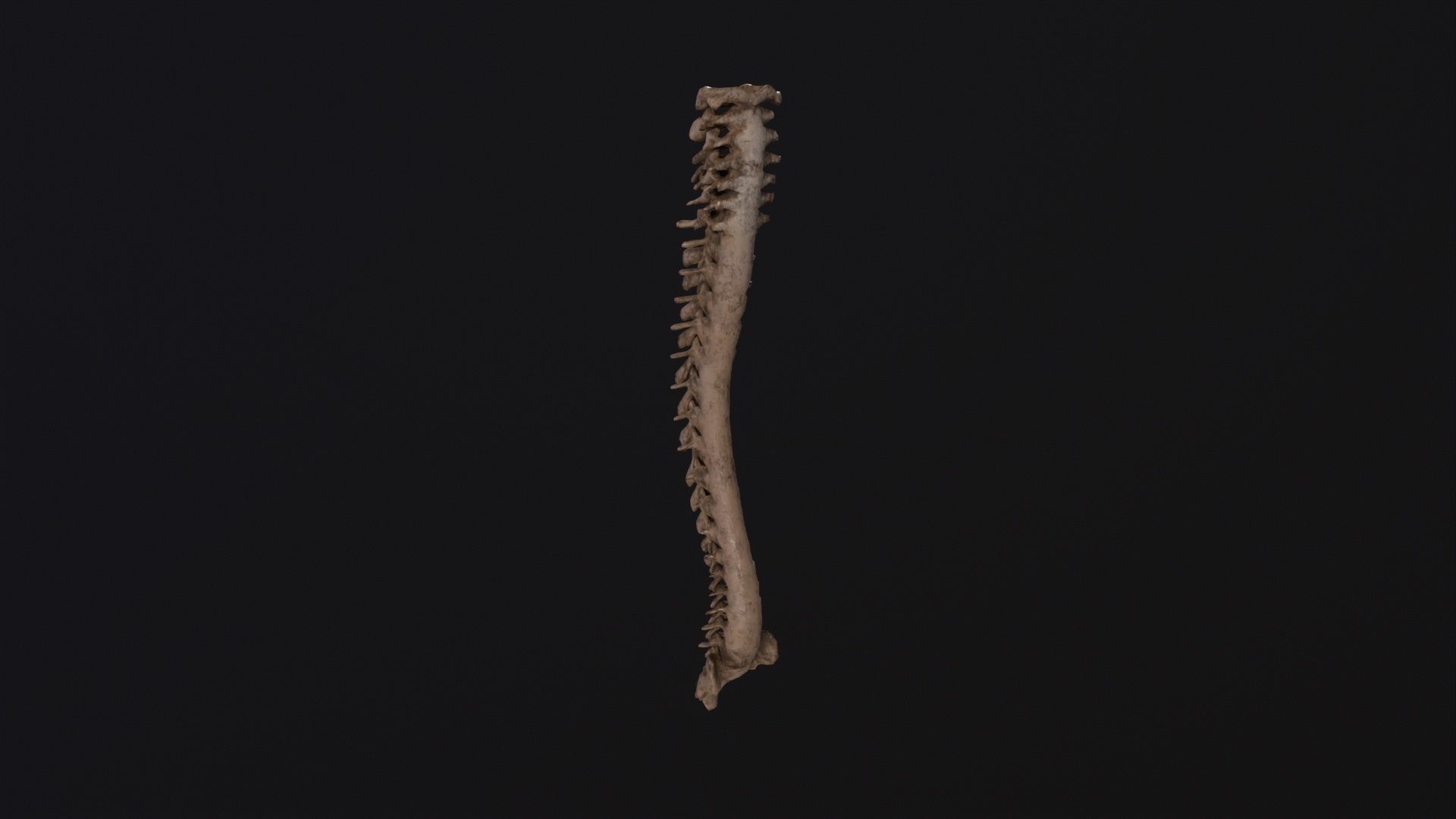 3D model Human spine VR / AR / low-poly | CGTrader