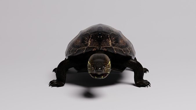 Realistic Turtle high res 3D model 3D model | CGTrader