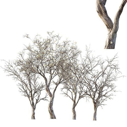Dry Or Dead Tree 01 3D model | CGTrader