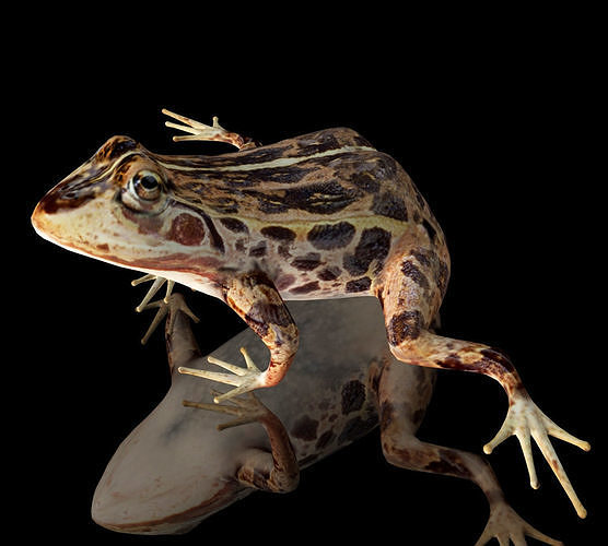 3D model cascades frog VR / AR / low-poly | CGTrader