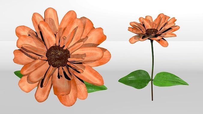 Zinnia 3D model | CGTrader