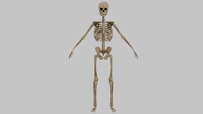 Skeleton - Rigged 3D model animated rigged | CGTrader