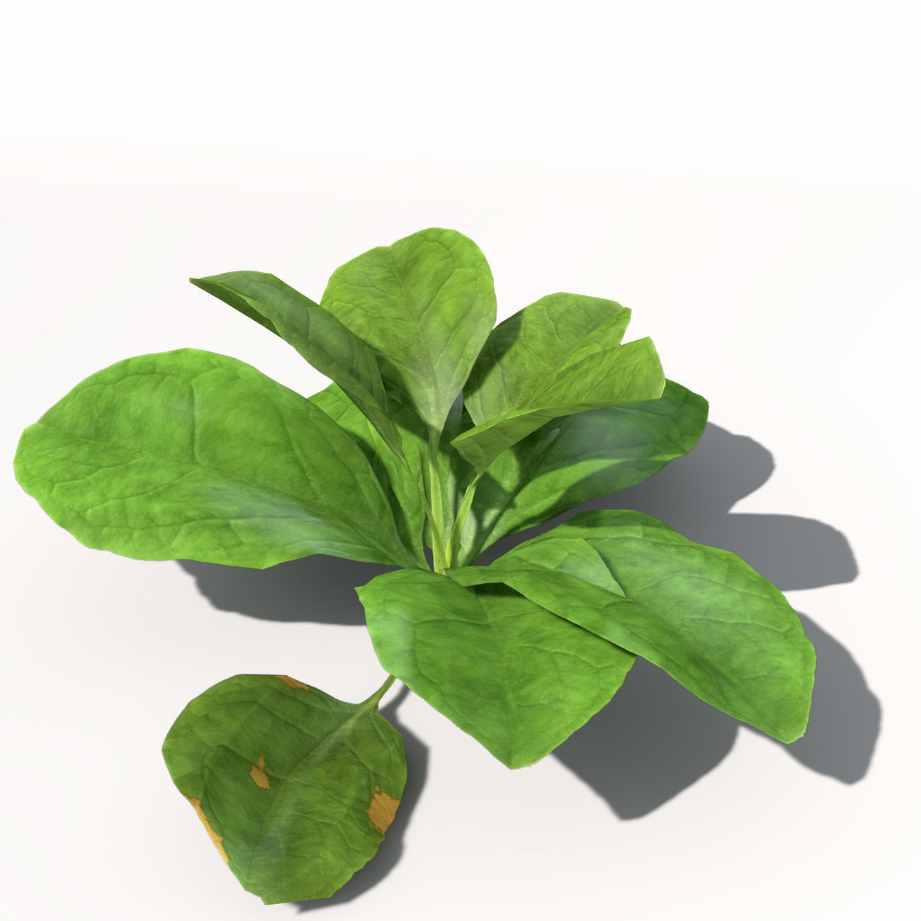 XfrogPlants Spinach 3D model | CGTrader