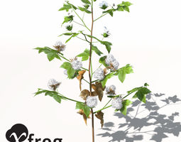 Cotton plant 3D Models | CGTrader