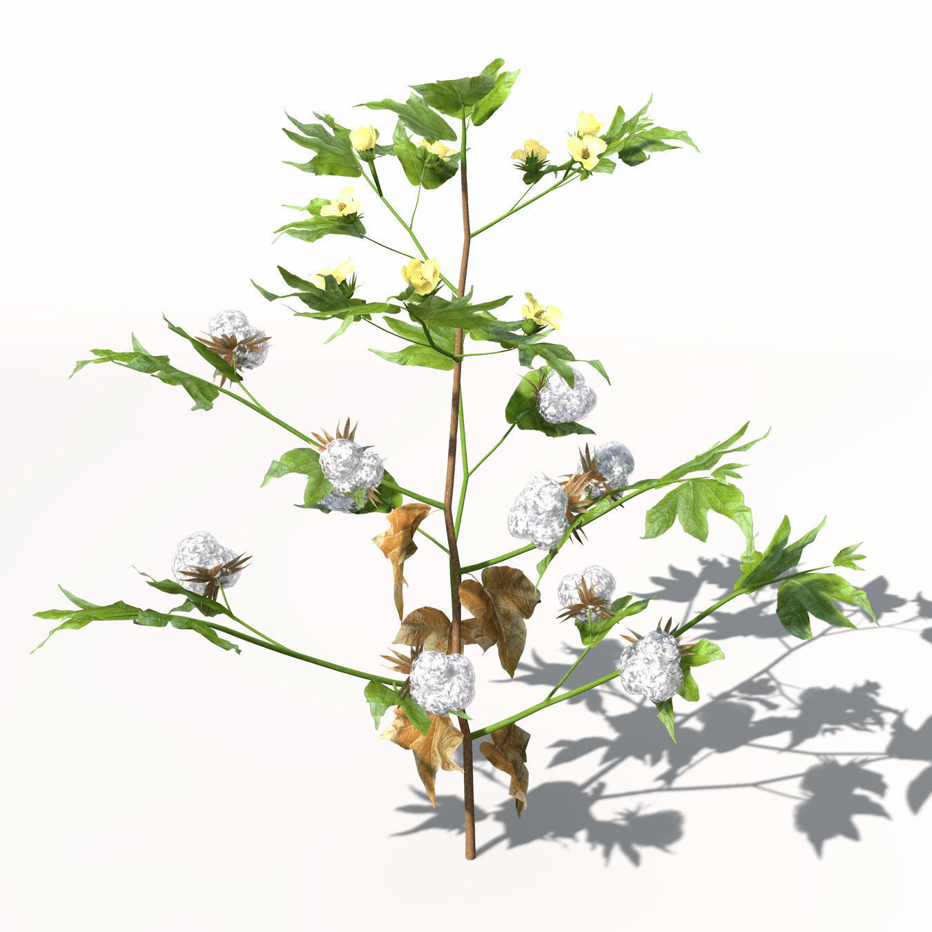 XfrogPlants Cotton 3D model | CGTrader