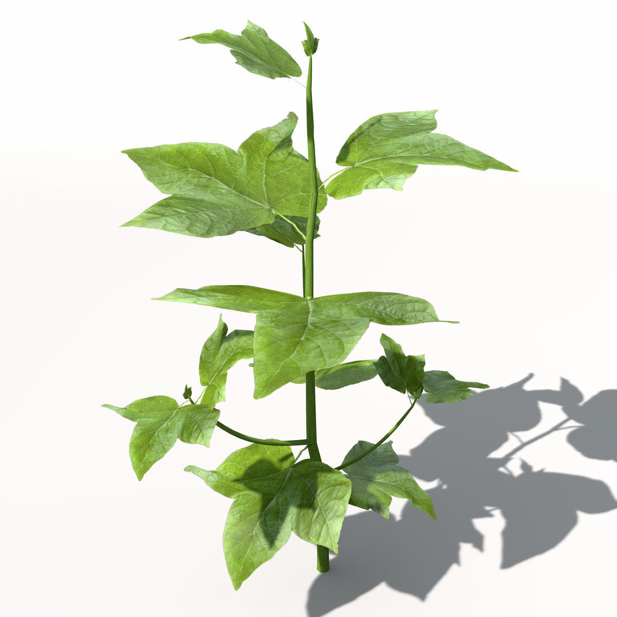 XfrogPlants Cotton 3D model | CGTrader