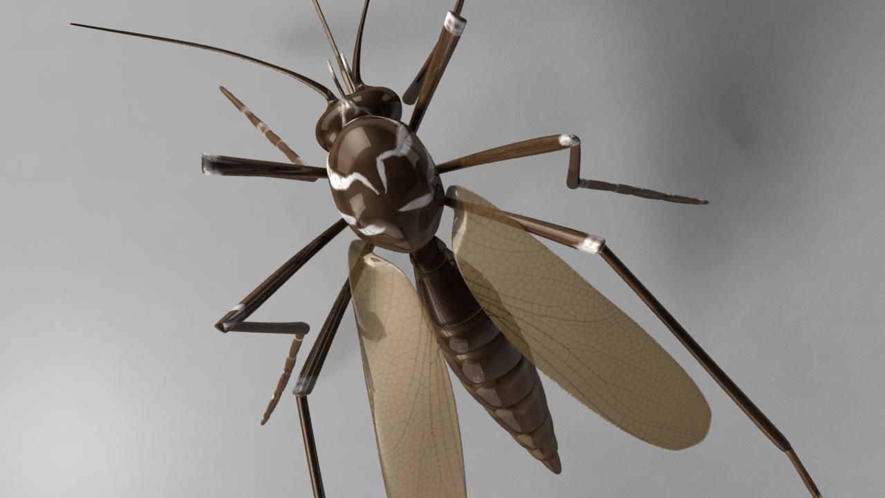 Aedes aegypti mosquito 3D model rigged | CGTrader