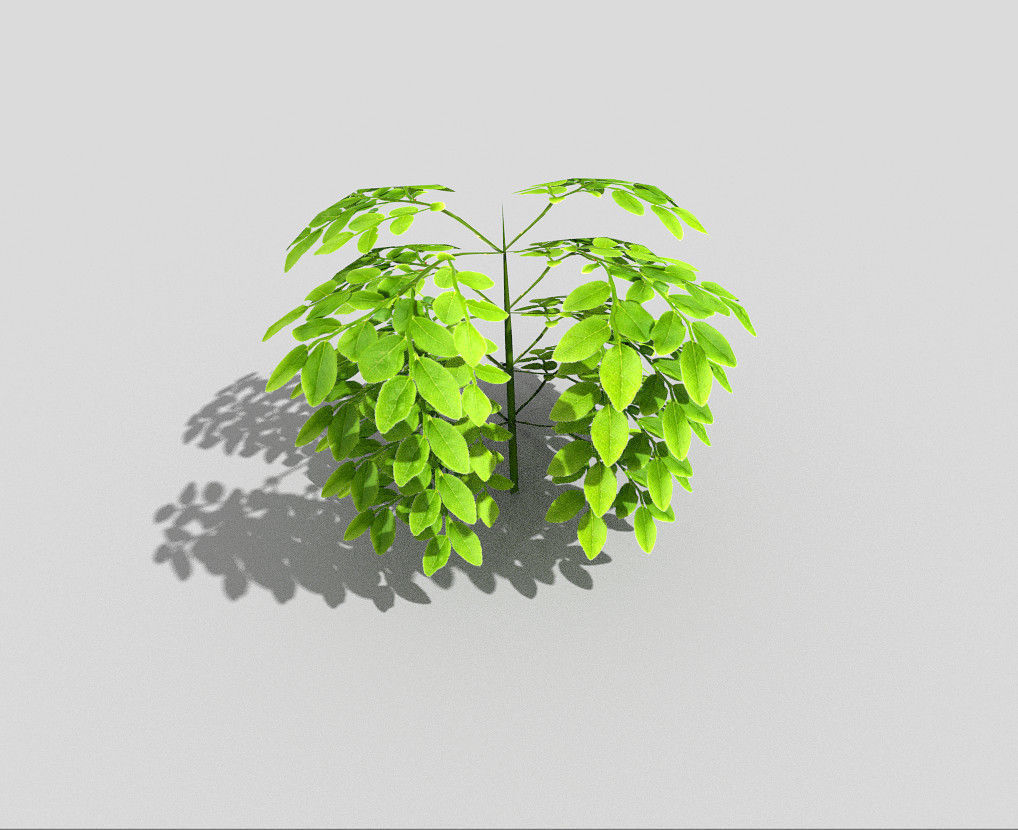 3D model Low poly Plant VR / AR / low-poly | CGTrader
