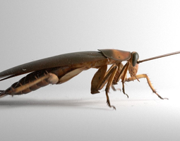 Cockroach 3D Models | CGTrader