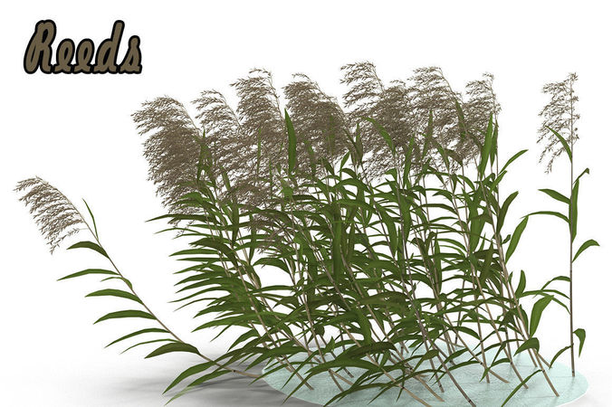 Reeds in water 3D model | CGTrader