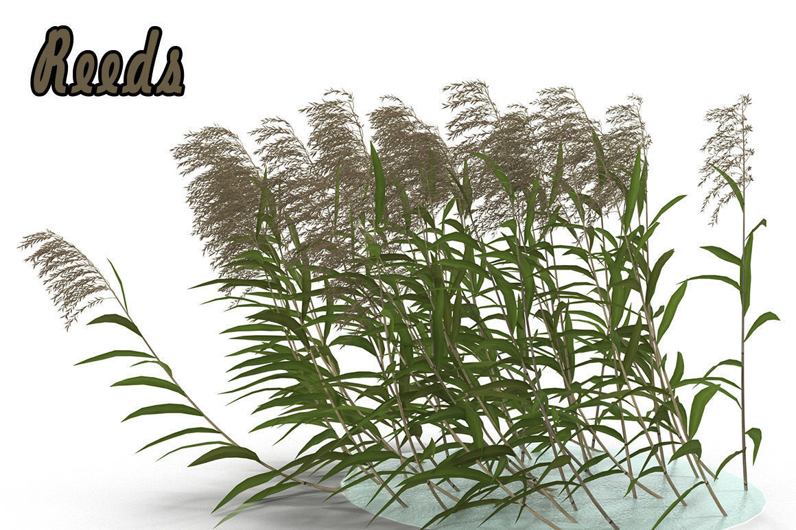 Reeds in water 3D model | CGTrader