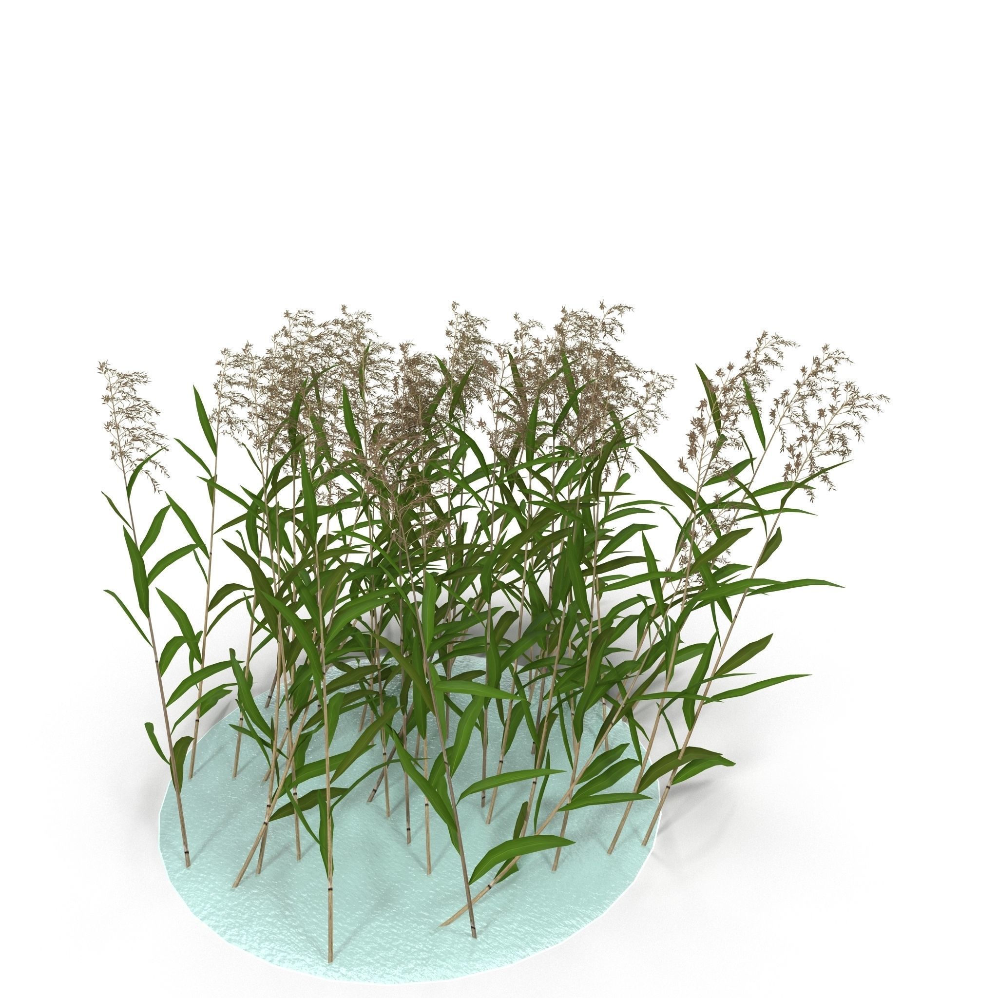Reeds 3D model | CGTrader