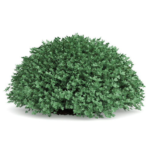 Round Boxwood Plant Buxus sempervirens 3D model | CGTrader