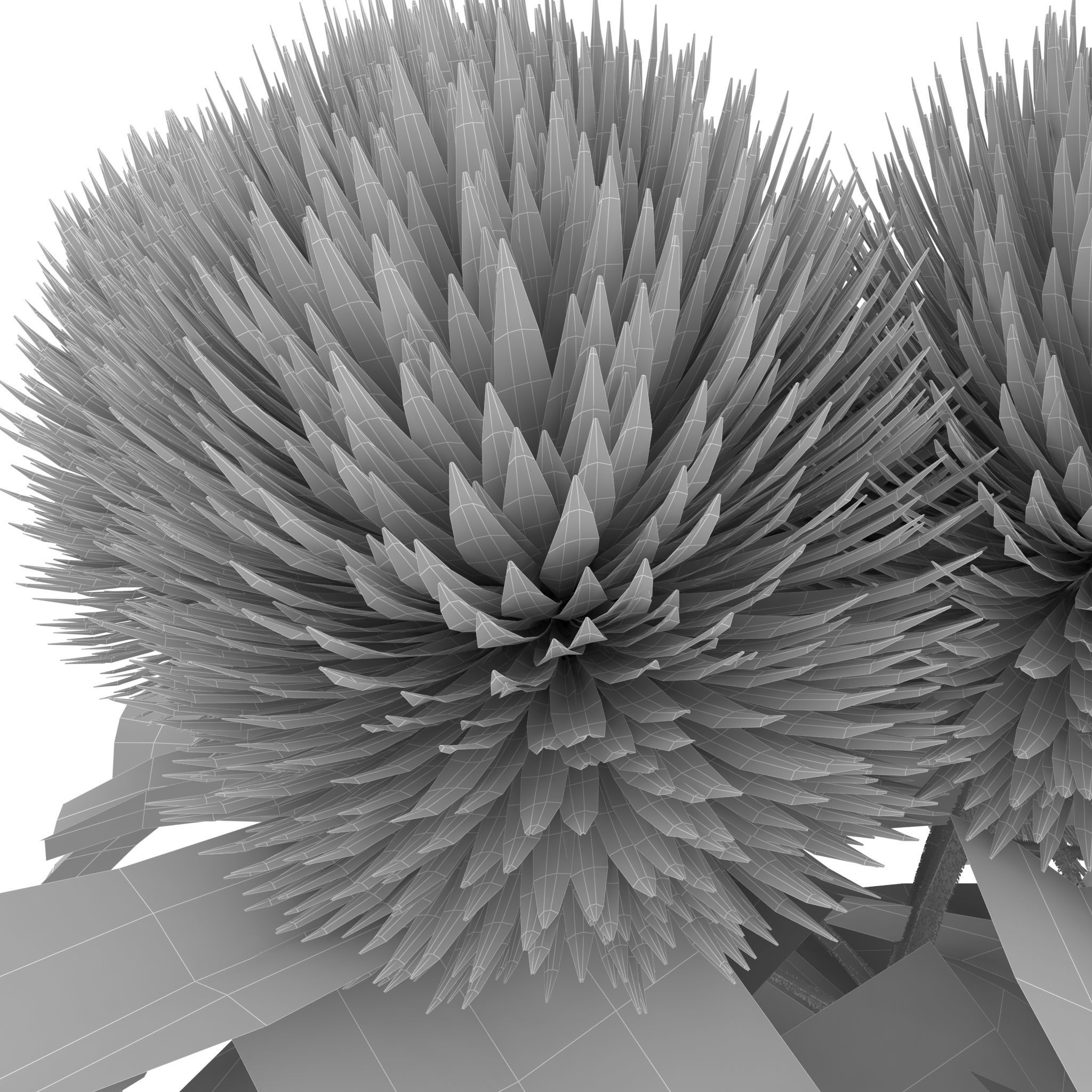 Flower Clover 3D model | CGTrader