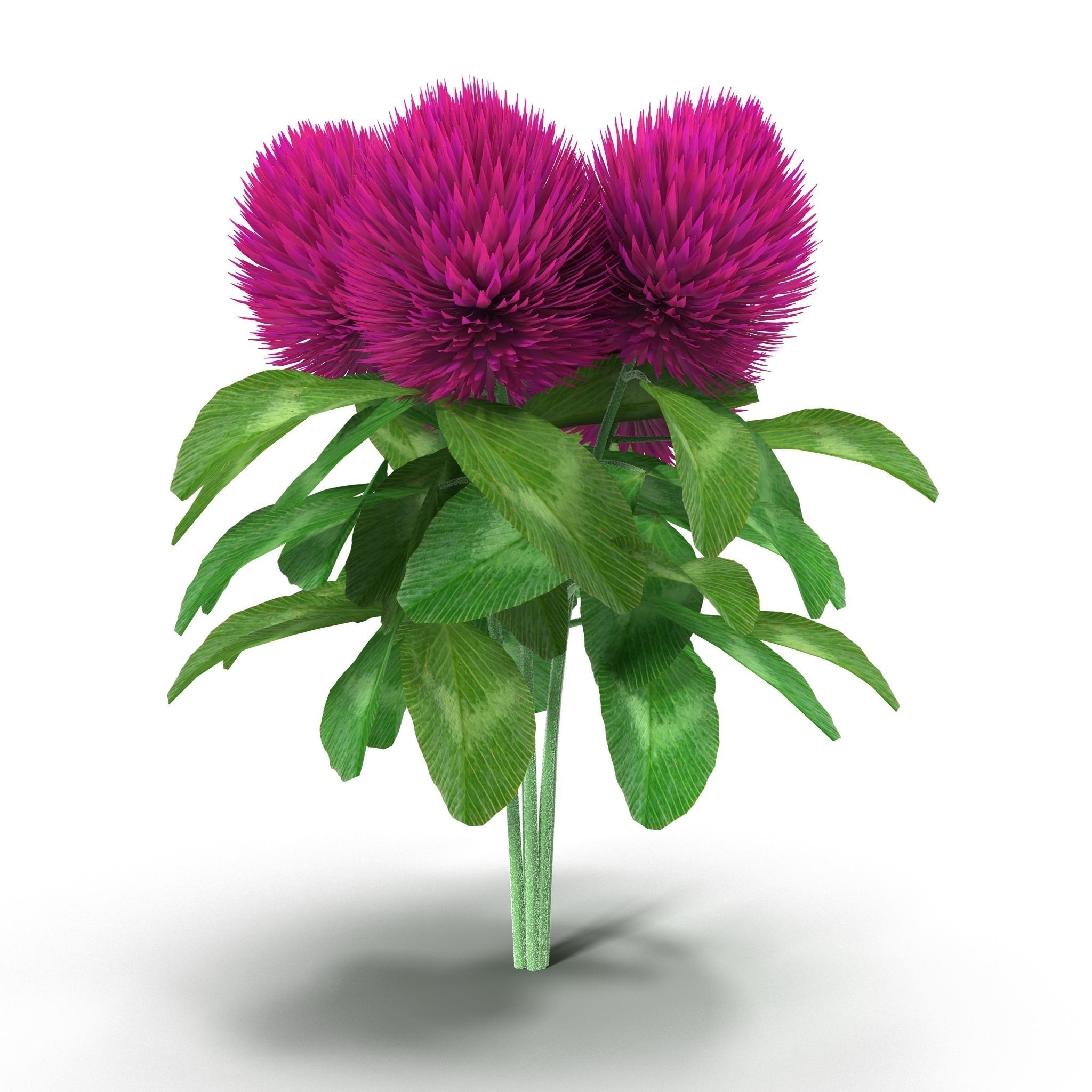 Flower Clover 3D model | CGTrader